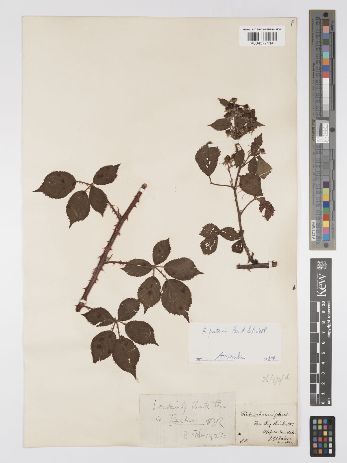 Rubus nemoralis P.J.Müll. | Plants of the World Online | Kew Science