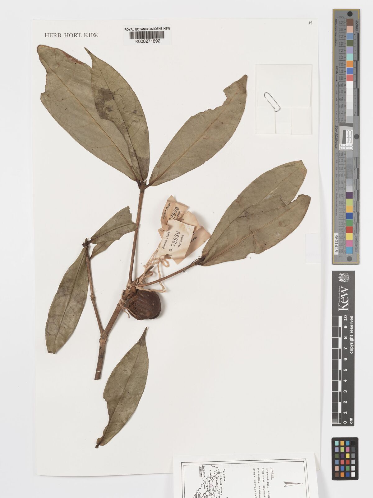 Pyrenaria pahangensis H.Keng | Plants of the World Online | Kew Science