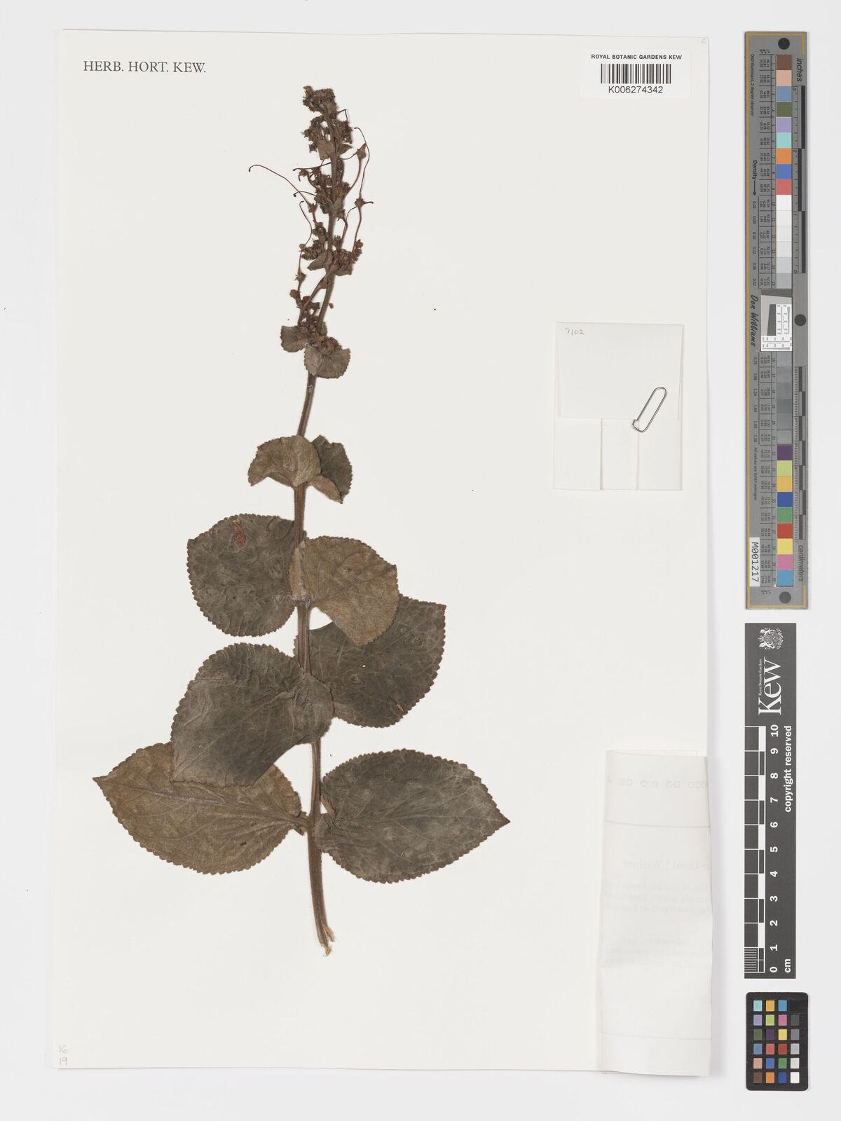 Sinningia bulbosa (Ker Gawl.) Wiehler | Plants of the World Online ...