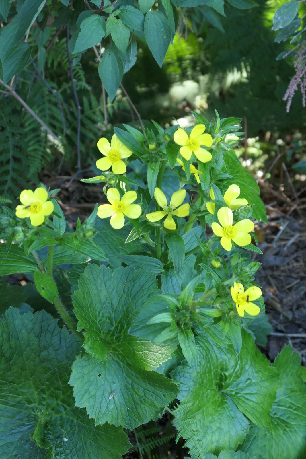 Ranunculus cortusifolius Willd. | Plants of the World Online | Kew Science