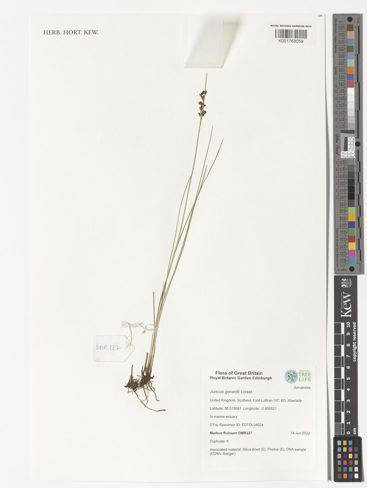 Juncus gerardi Loisel. | Plants of the World Online | Kew Science