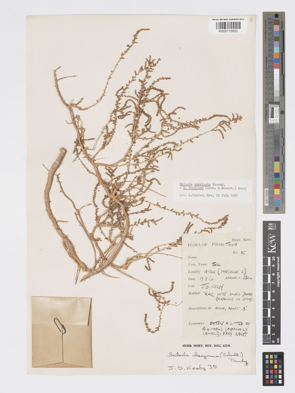 Caroxylon imbricatum var. imbricatum | Plants of the World Online | Kew ...