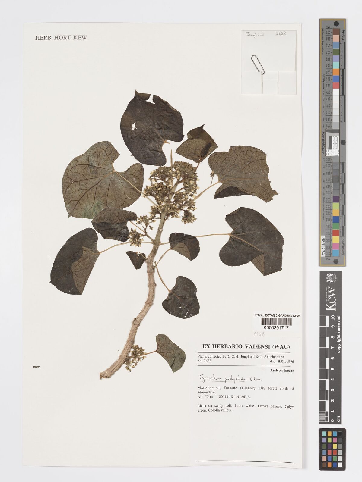 Cynanchum pachycladon Choux | Plants of the World Online | Kew Science