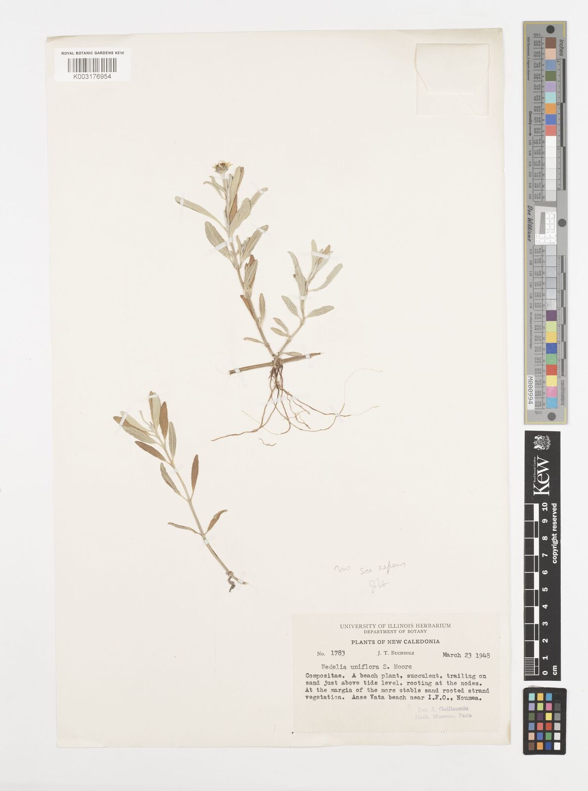 Wollastonia uniflora (Willd.) Orchard | Plants of the World Online ...