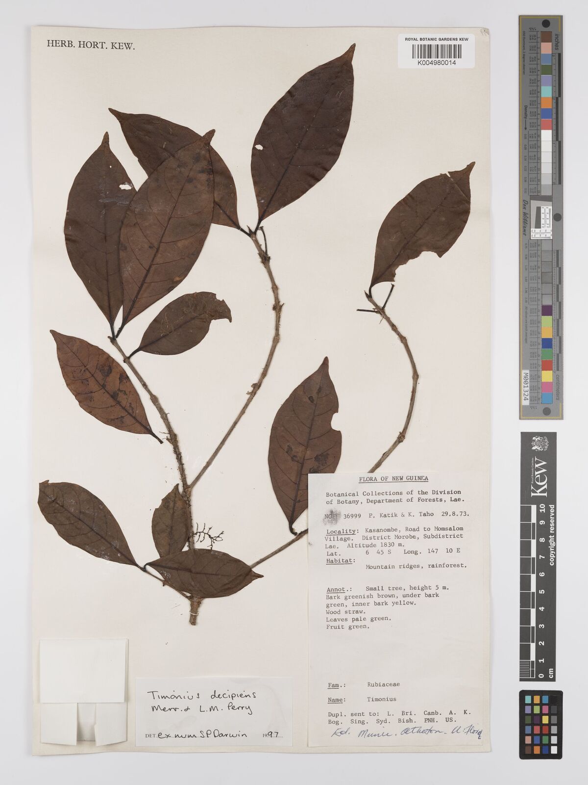Timonius decipiens Merr. & L.M.Perry | Plants of the World Online | Kew ...