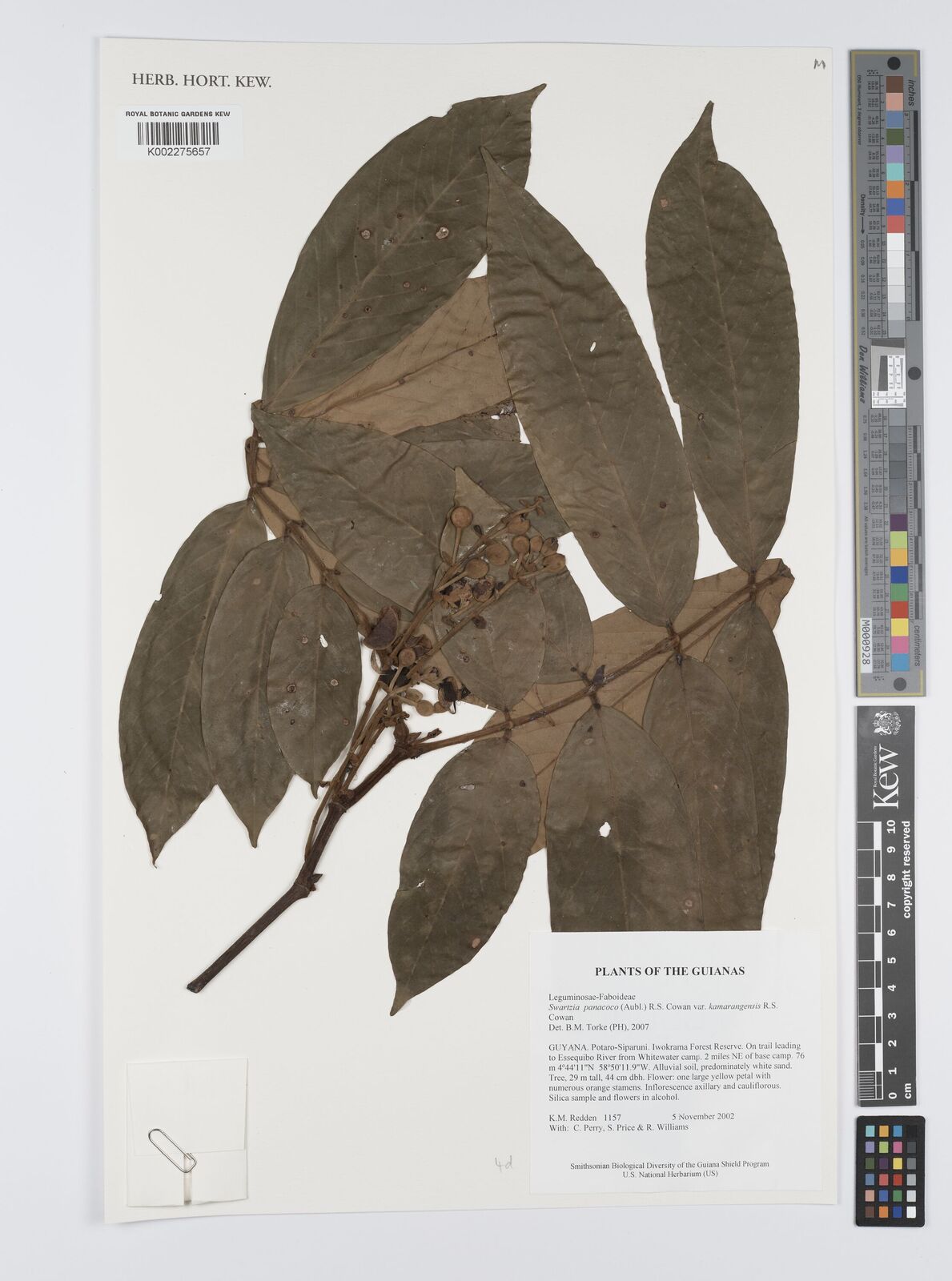 Swartzia panacoco var. kamarangensis R.S.Cowan | Plants of the World ...