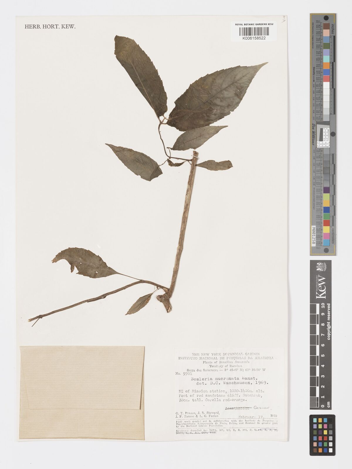 Besleria mucronata Hanst. | Plants of the World Online | Kew Science