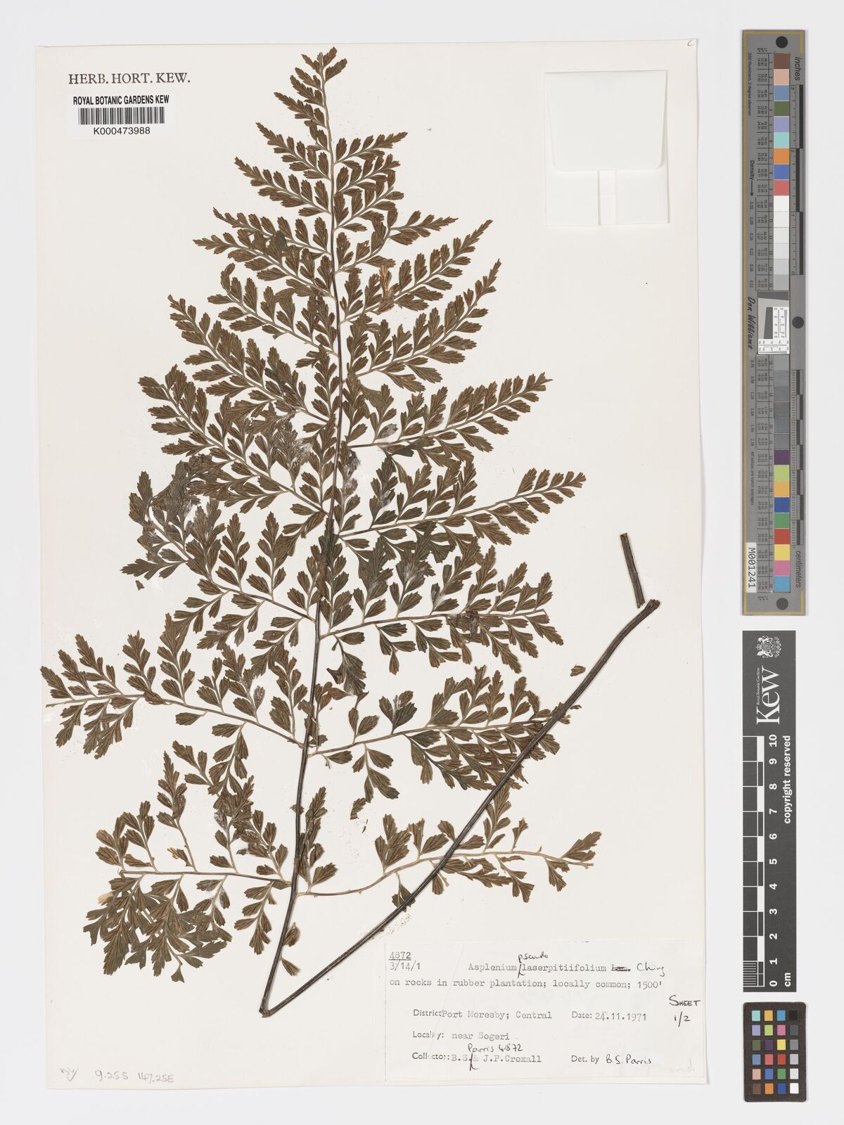 Asplenium nitidum Sw. | Plants of the World Online | Kew Science