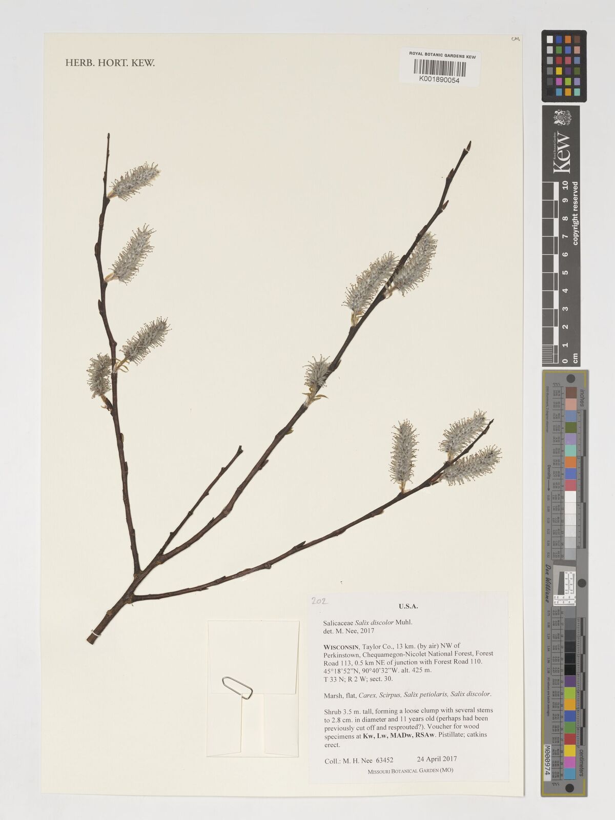 Salix discolor Muhl. | Plants of the World Online | Kew Science