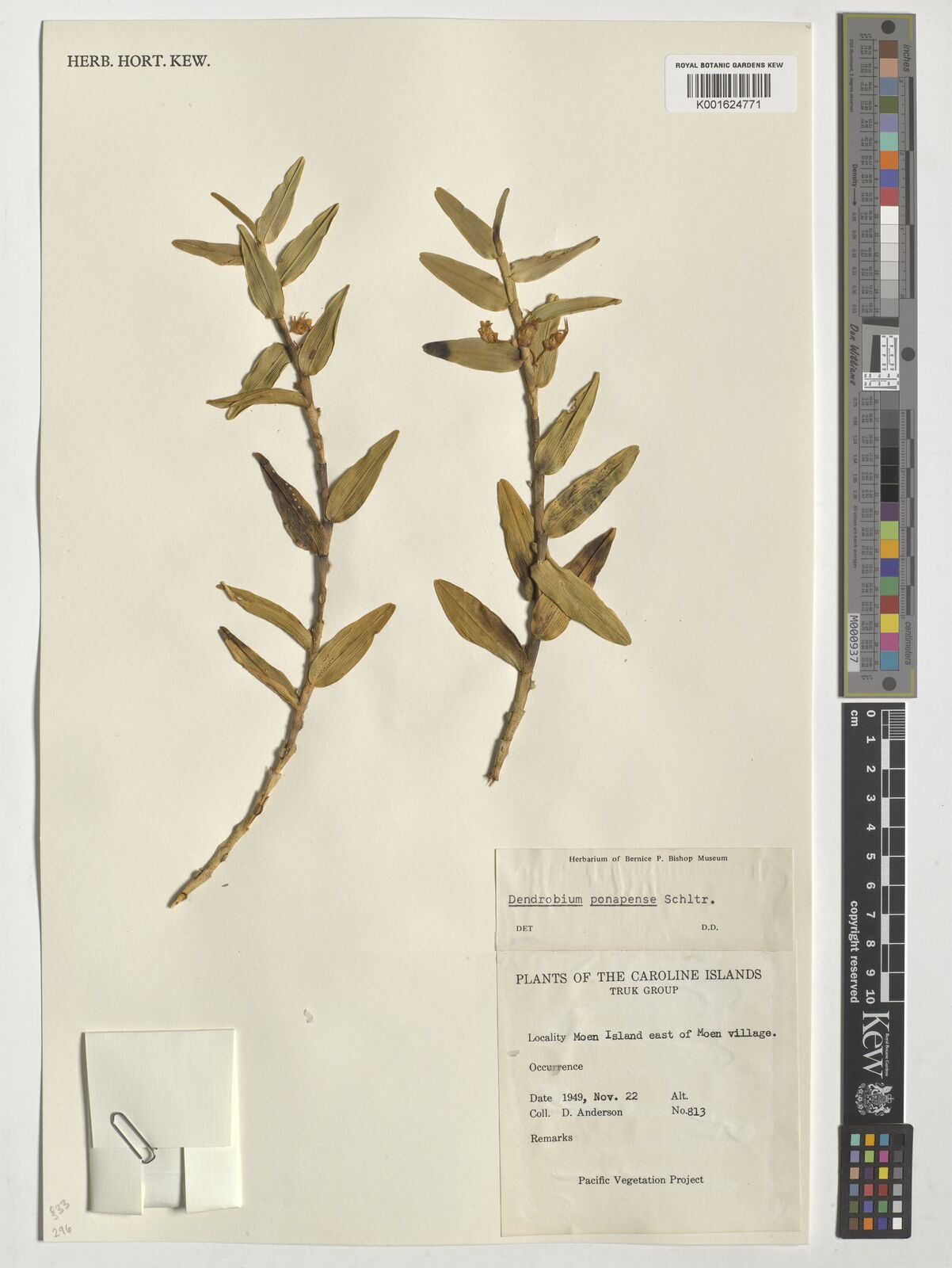 Dendrobium ponapense Schltr. | Plants of the World Online | Kew Science