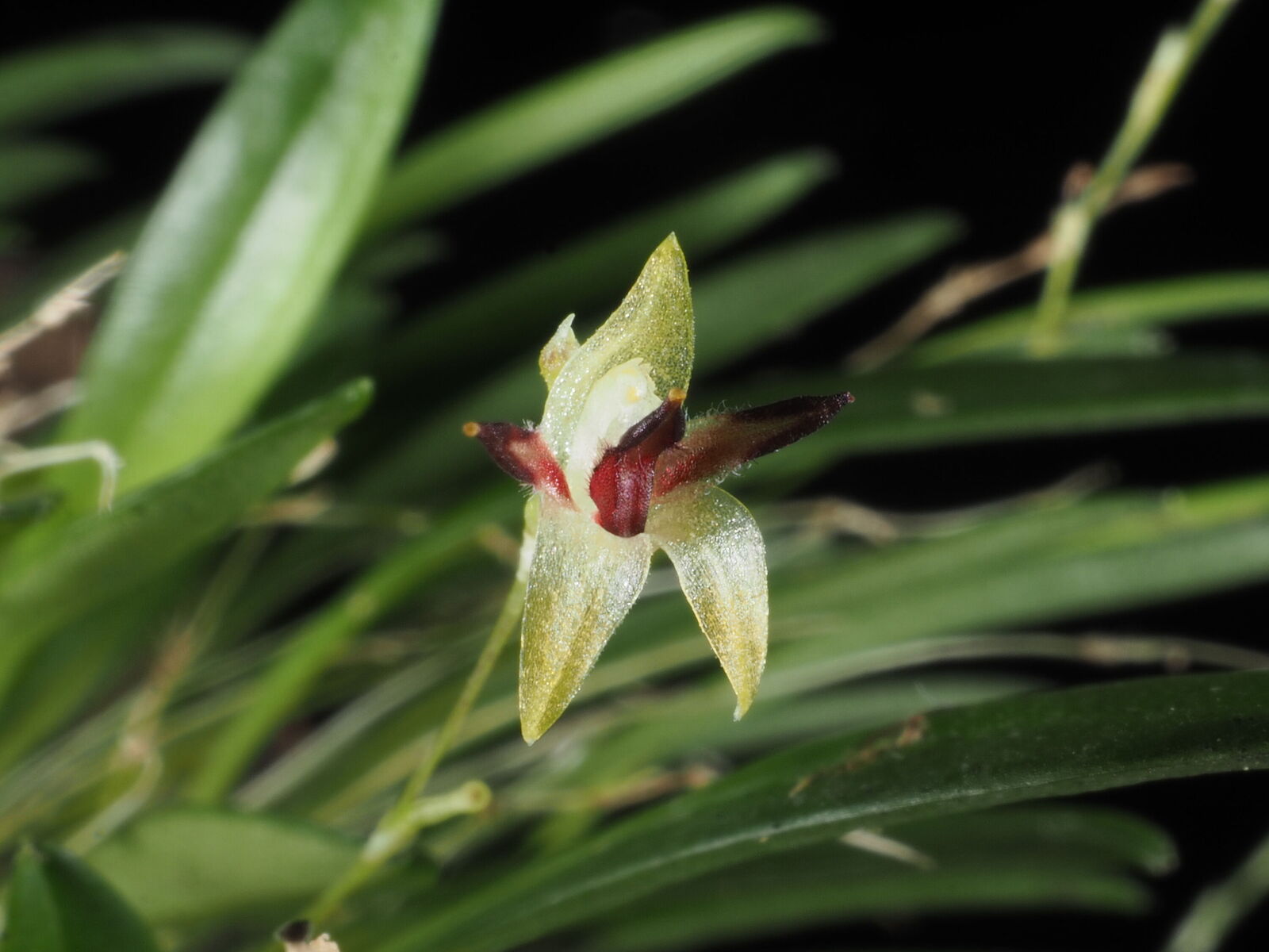 Anathallis adenochila (Loefgr.) F.Barros | Plants of the World Online ...