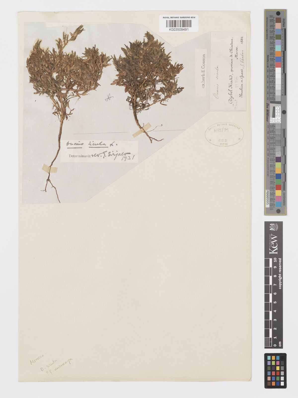 Ononis sicula Guss. | Plants of the World Online | Kew Science
