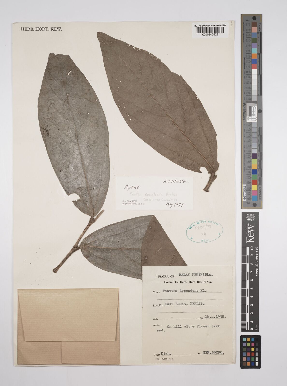 Thottea sumatrana (Merr.) Ding Hou | Plants of the World Online | Kew ...