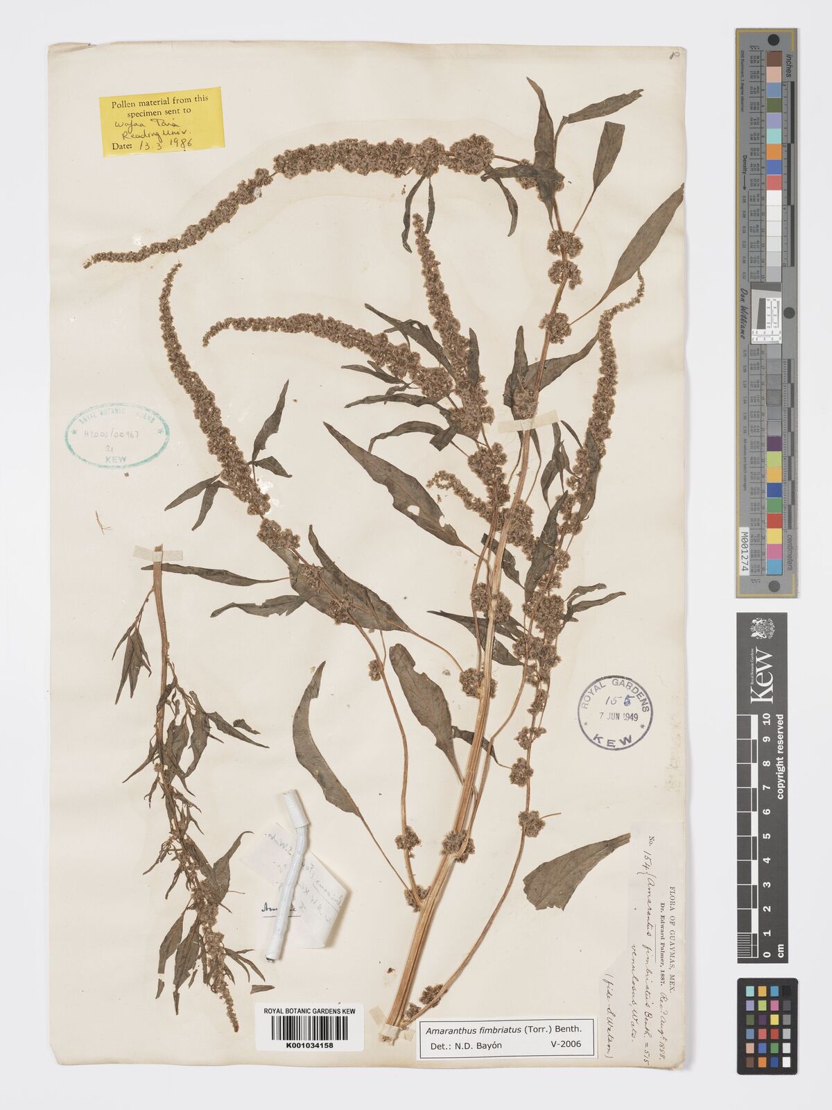 Amaranthus fimbriatus (Torr.) Benth. | Plants of the World Online | Kew ...