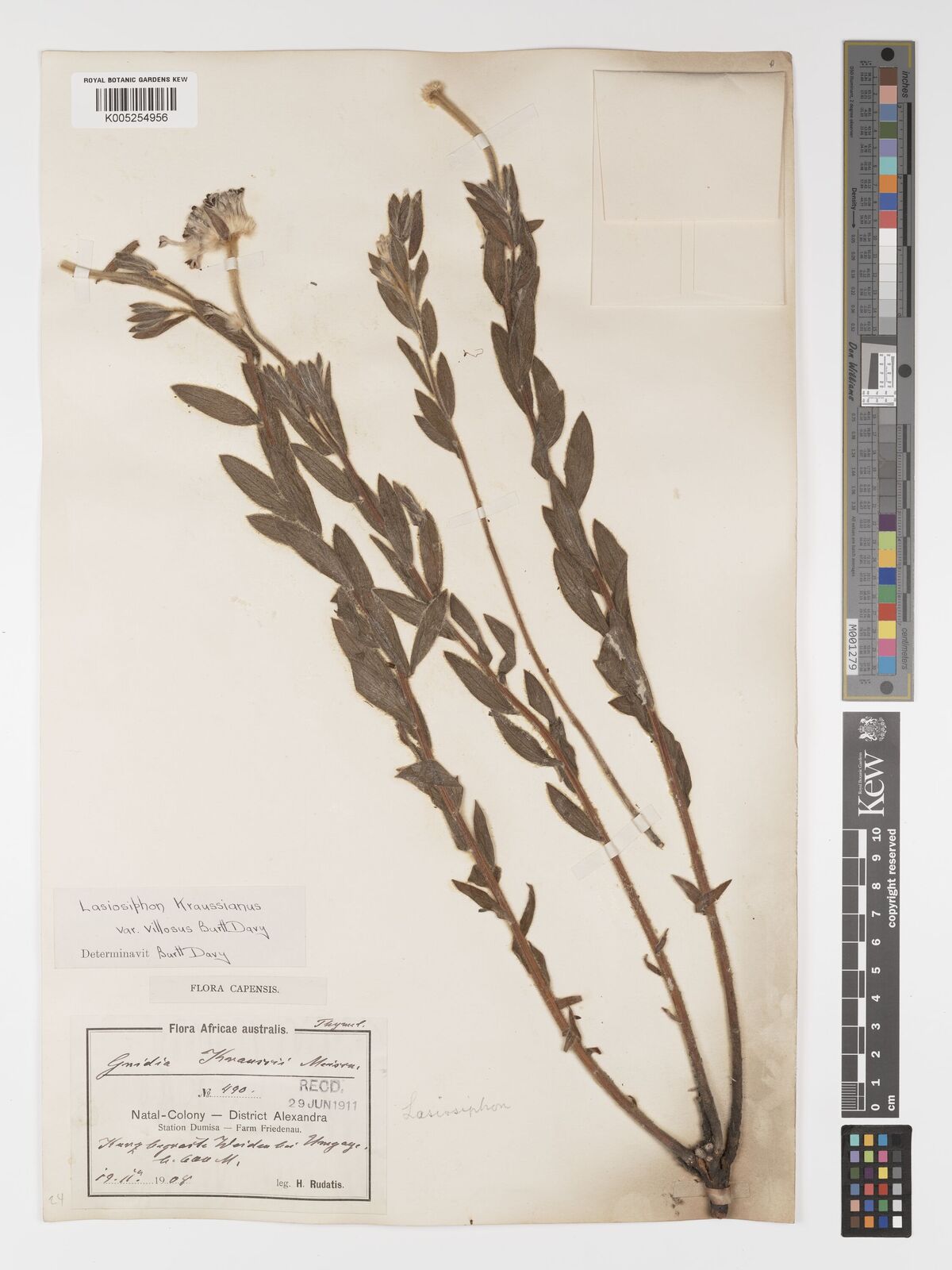 Lasiosiphon kraussianus (Meisn.) Meisn. | Plants of the World Online ...