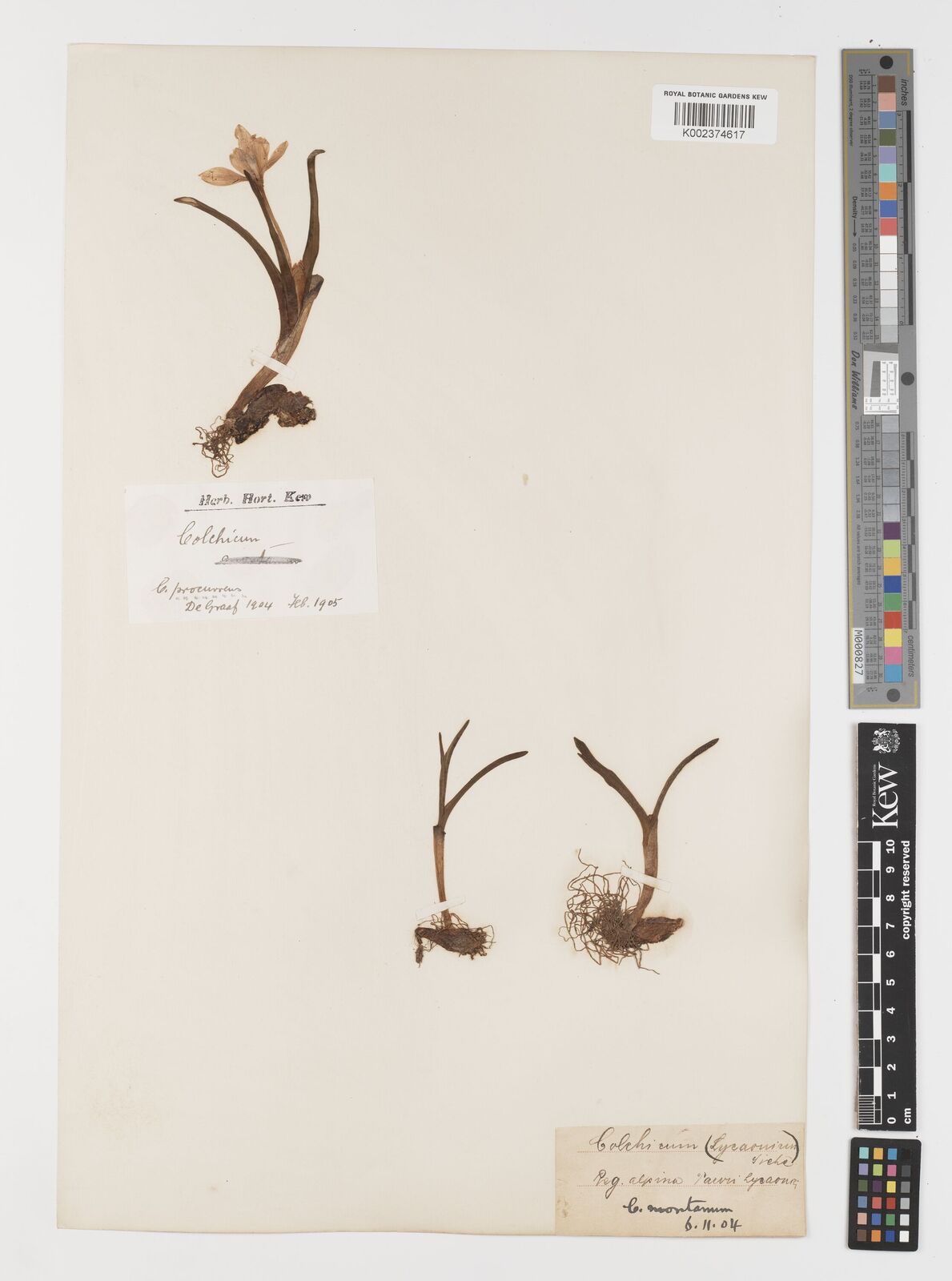 Colchicum boissieri Orph. | Plants of the World Online | Kew Science