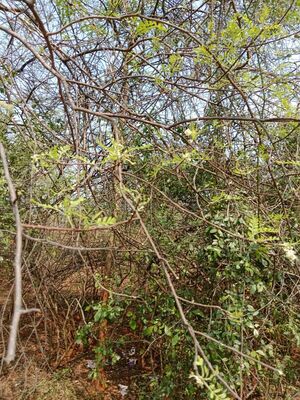 Chloroxylon swietenia DC. | Plants of the World Online | Kew Science