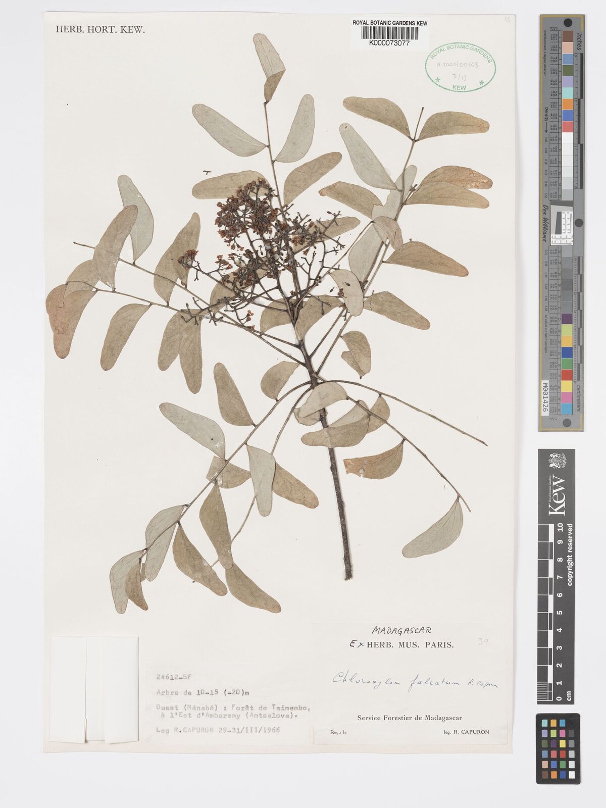 Chloroxylon falcatum Capuron | Plants of the World Online | Kew Science