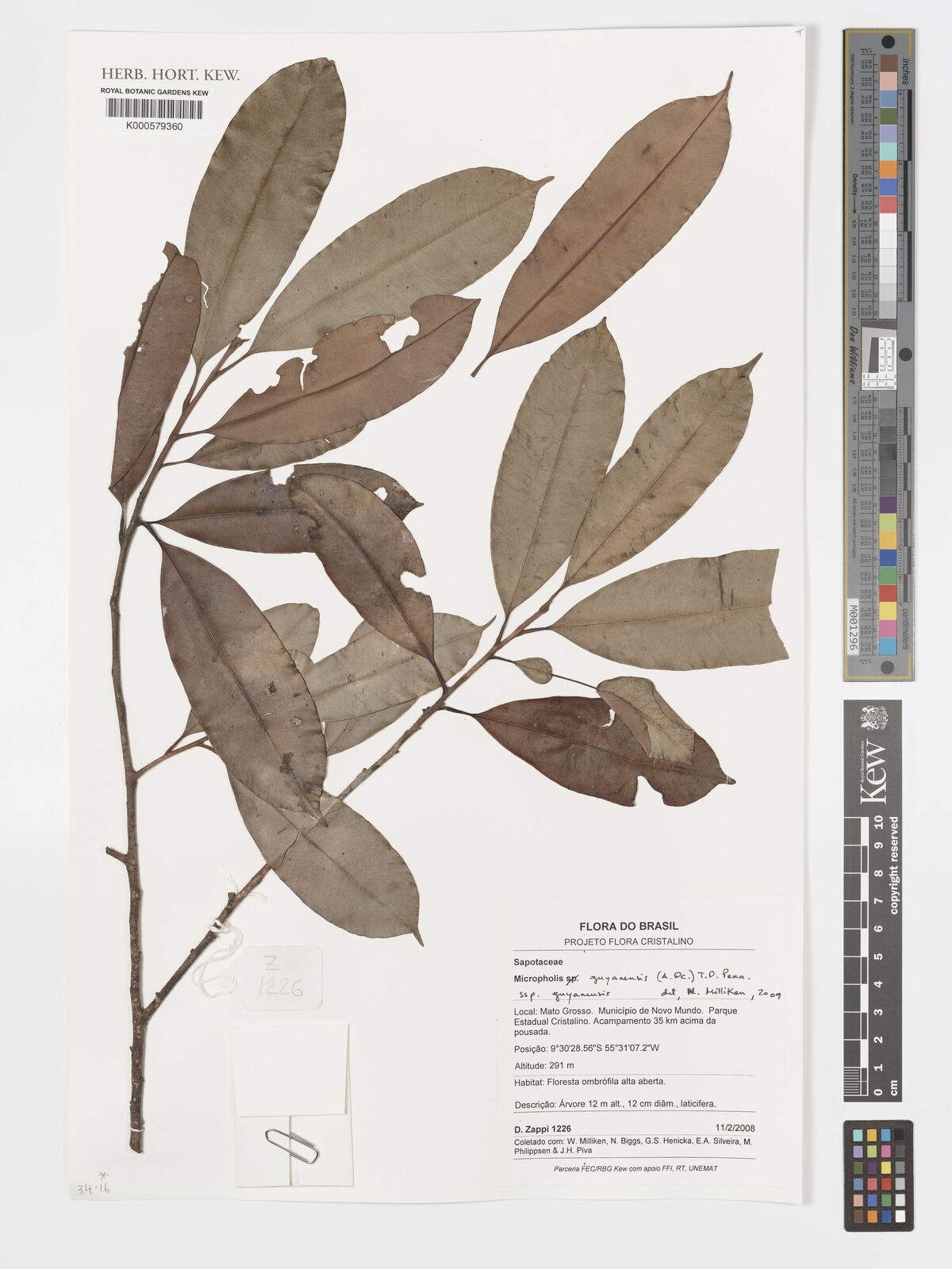 Micropholis guyanensis (A.DC.) Pierre | Plants of the World Online ...