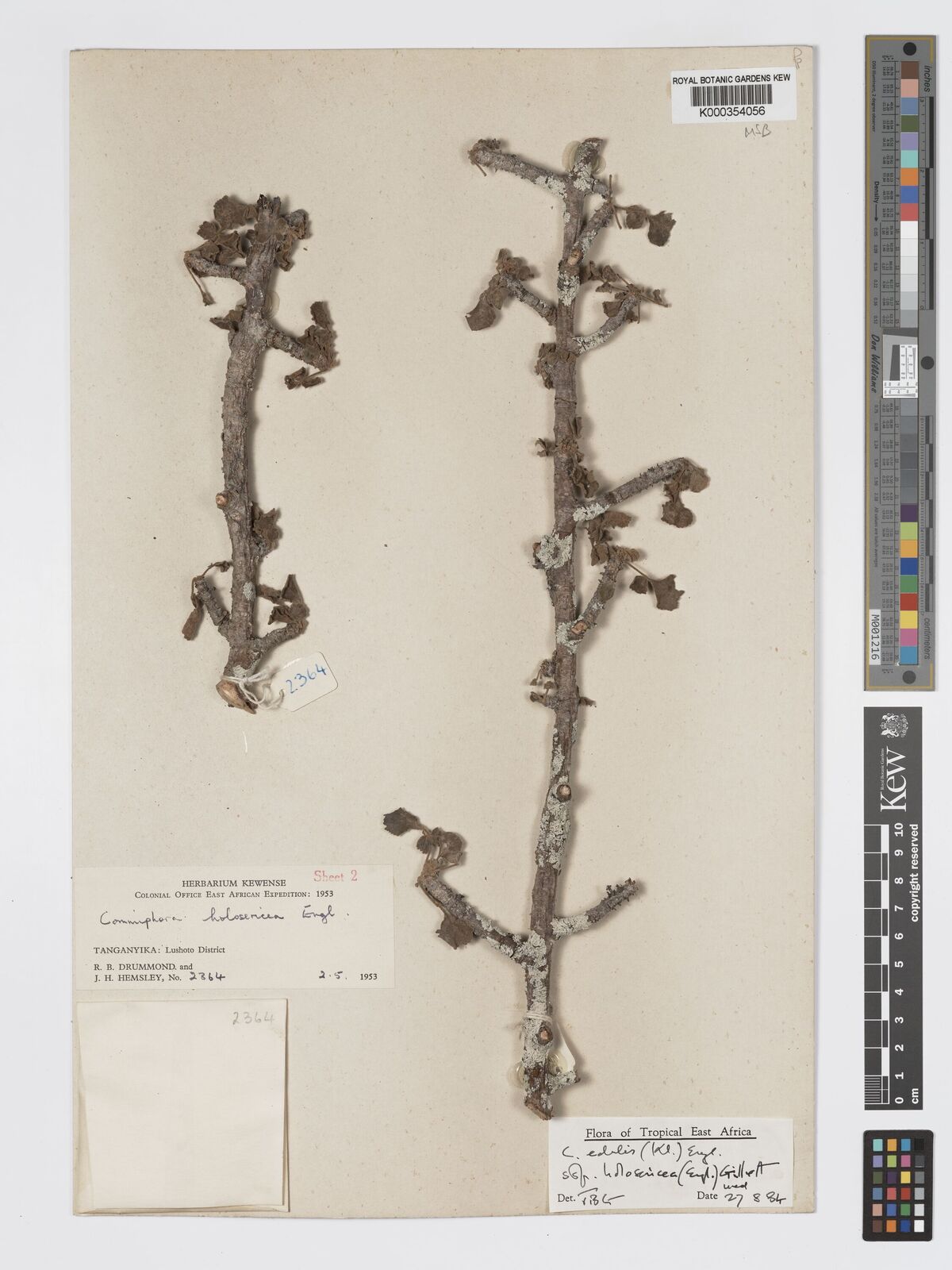 Commiphora edulis subsp. boiviniana (Engl.) J.B.Gillett | Plants of the ...
