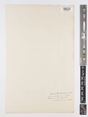 Rhodospatha latifolia Poepp. | Plants of the World Online | Kew Science