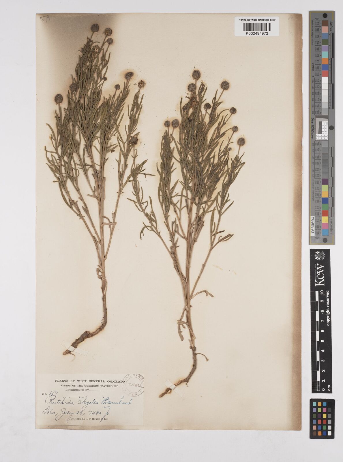 Ratibida tagetes (E.James) Barnhart | Plants of the World Online | Kew ...