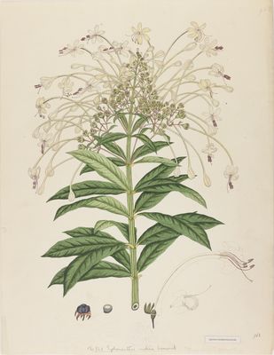 Clerodendrum indicum (L.) Kuntze | Plants of the World Online | Kew Science