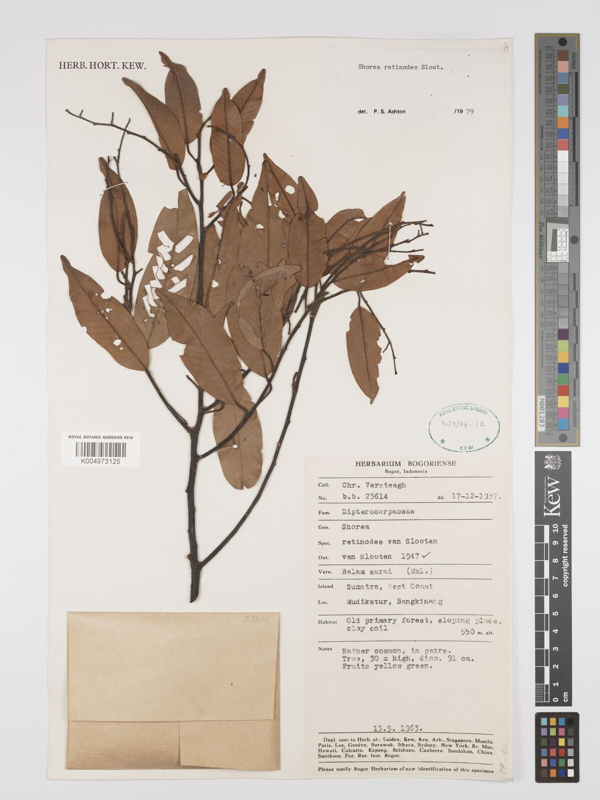 Anthoshorea retinodes (Slooten) P.S.Ashton & J.Heck. | Plants of the ...
