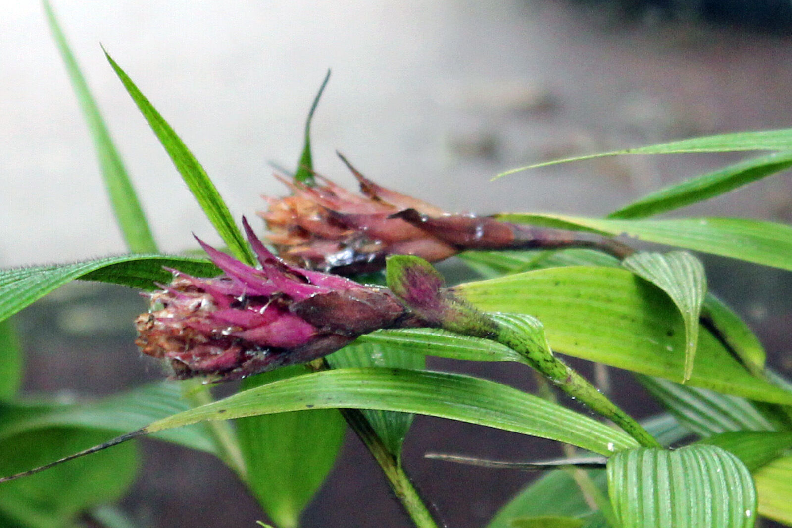 Elleanthus caravata (Aubl.) Rchb.f. | Plants of the World Online | Kew ...