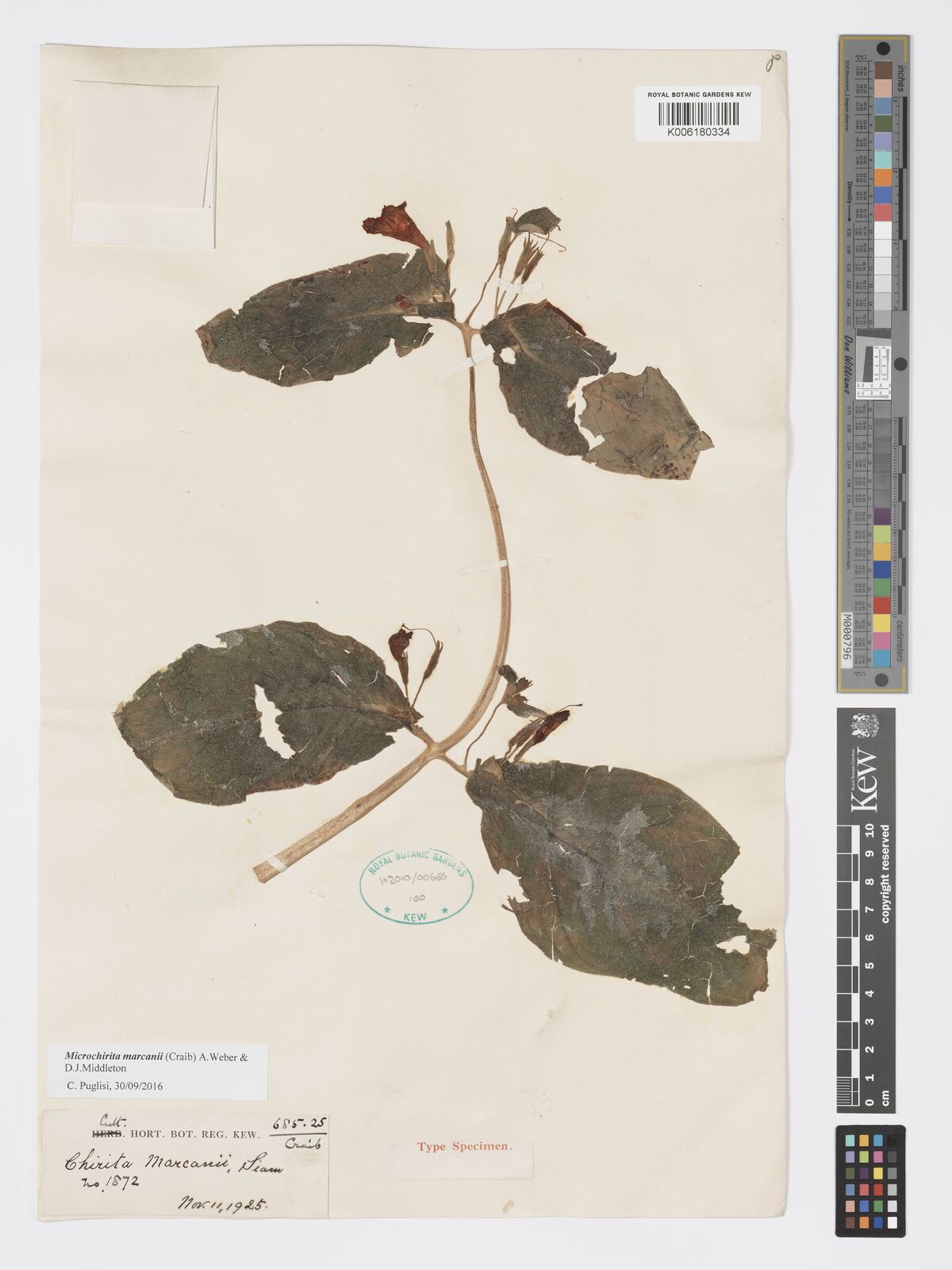 Microchirita marcanii (Craib) A.Weber & D.J.Middleton | Plants of the ...