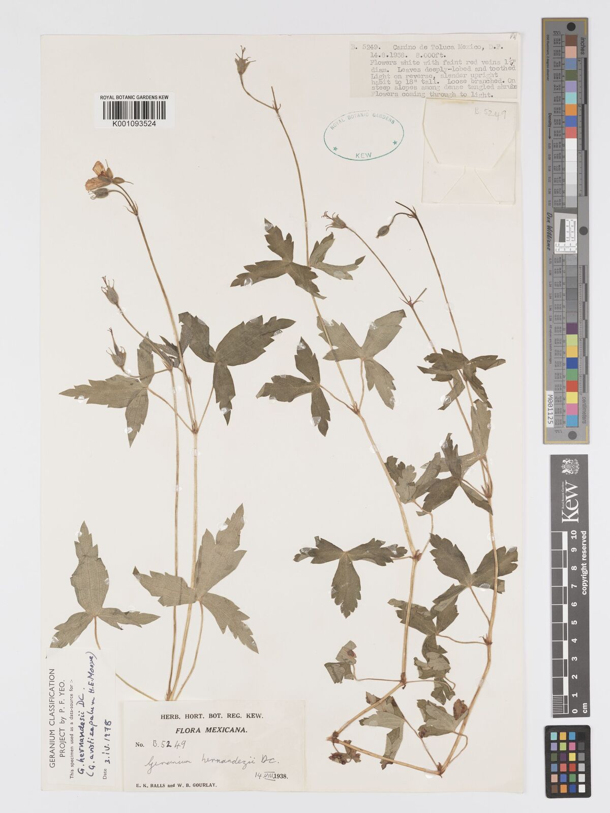 Geranium hernandesii Moc. & Sessé ex DC. | Plants of the World Online ...