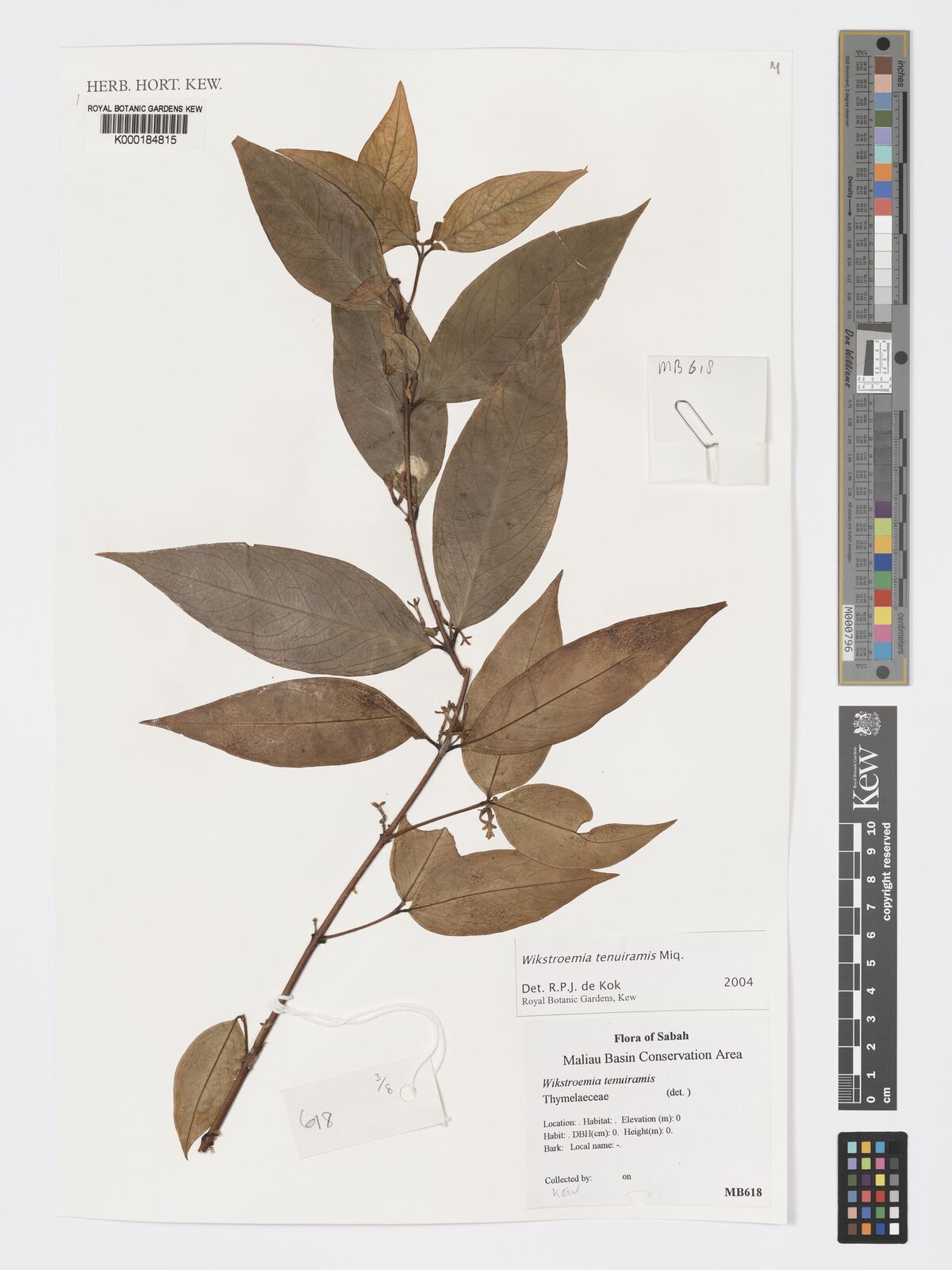 Wikstroemia tenuiramis Miq. | Plants of the World Online | Kew Science