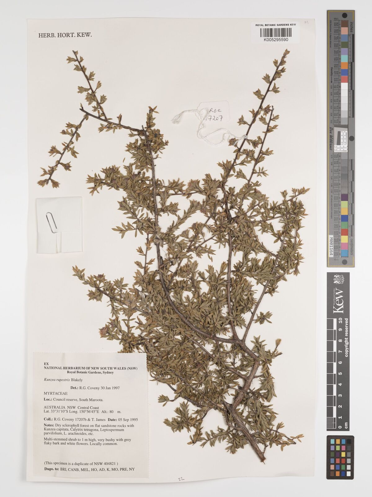 Kunzea rupestris Blakely | Plants of the World Online | Kew Science