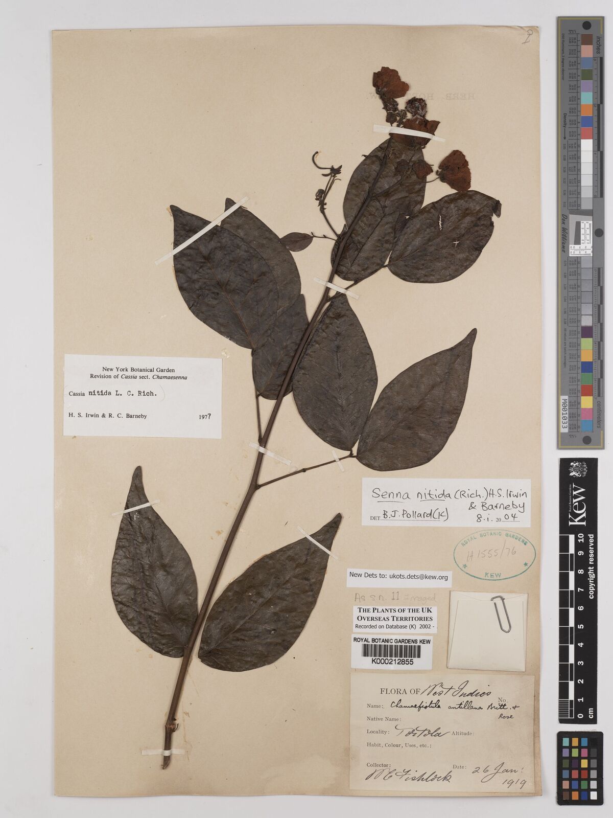 Senna nitida (Rich.) H.S.Irwin & Barneby | Plants of the World Online ...