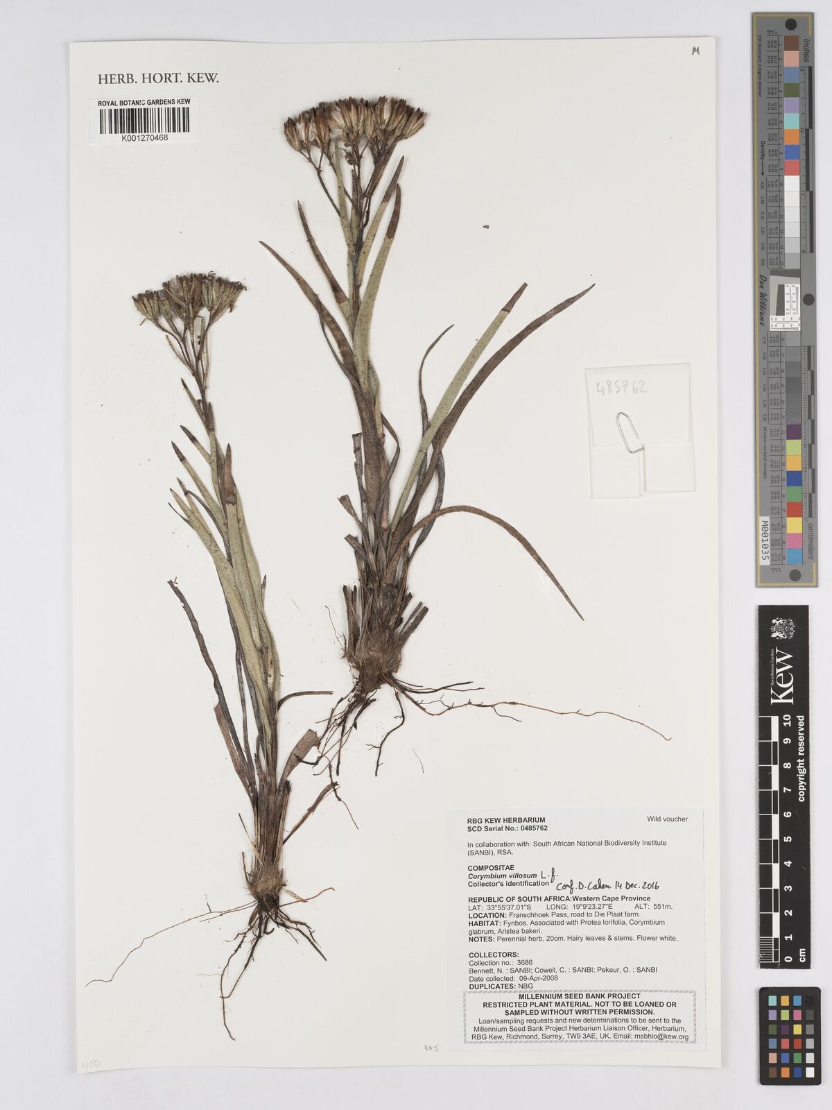Corymbium villosum L.f. | Plants of the World Online | Kew Science