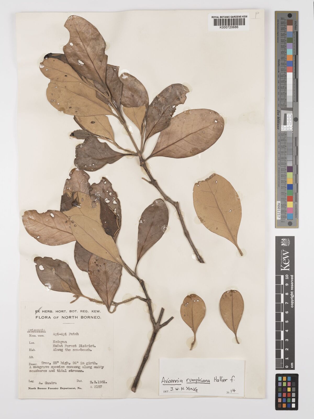 Avicennia marina var. rumphiana (Hallier f.) Bakh. | Plants of the ...