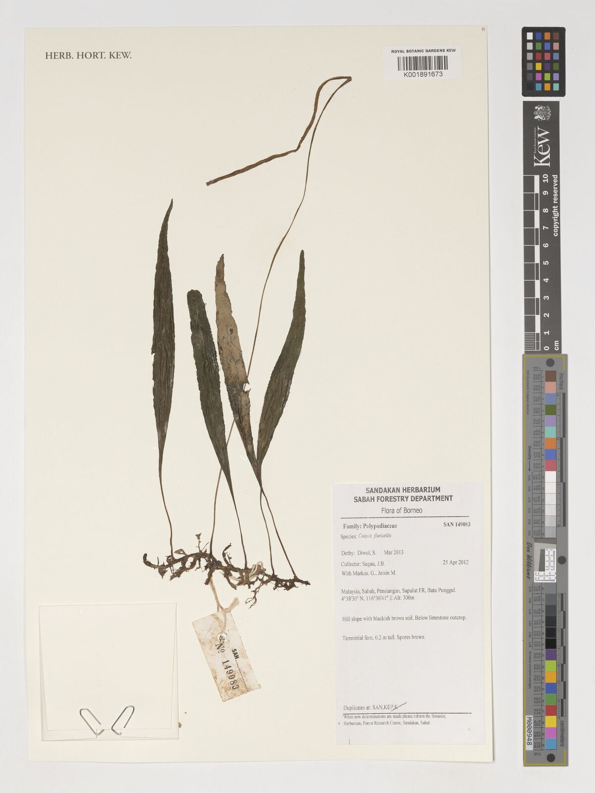 Leptochilus sarawakensis Li Bing Zhang & Liang Zhang | Plants of the ...