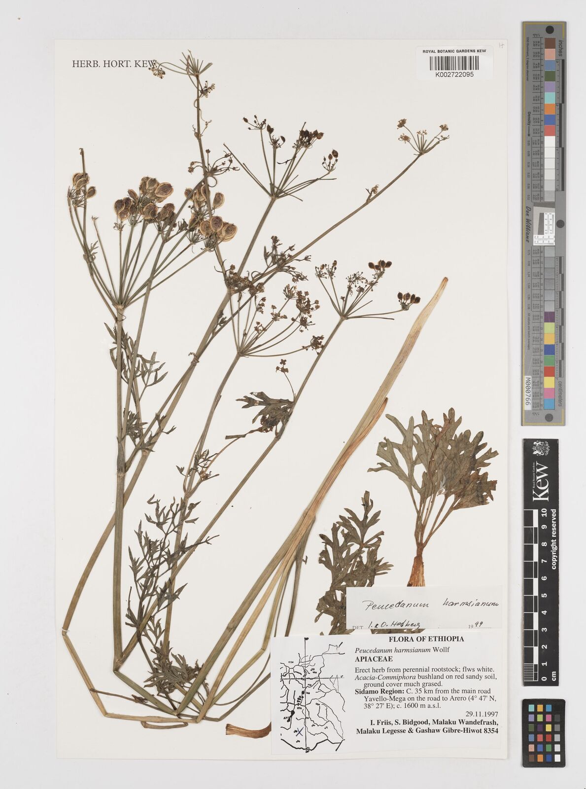 Afrosciadium harmsianum (H.Wolff) P.J.D.Winter | Plants of the World ...