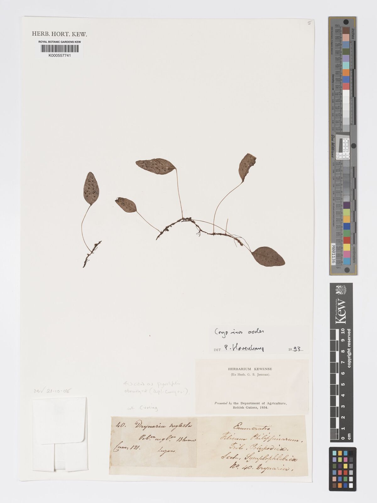 Selliguea oodes (Kunze) Hovenkamp | Plants of the World Online | Kew ...