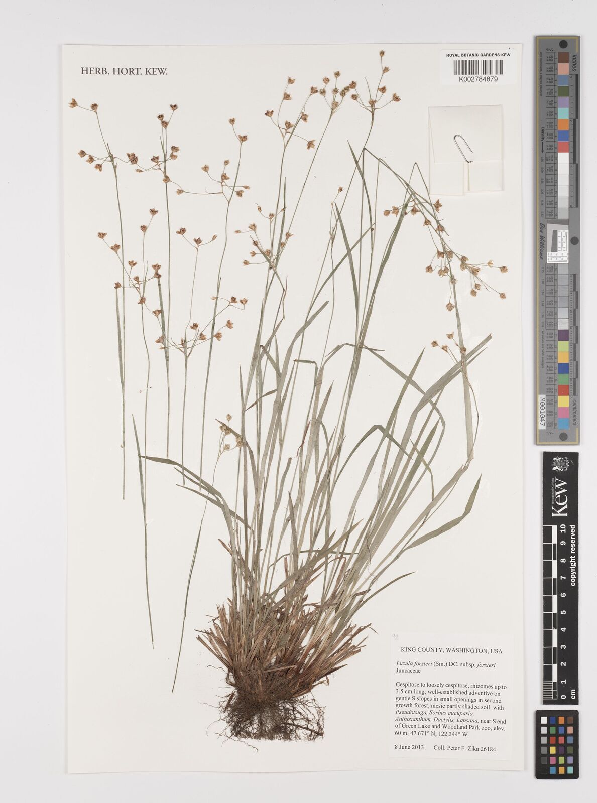 Luzula forsteri subsp. forsteri | Plants of the World Online | Kew Science
