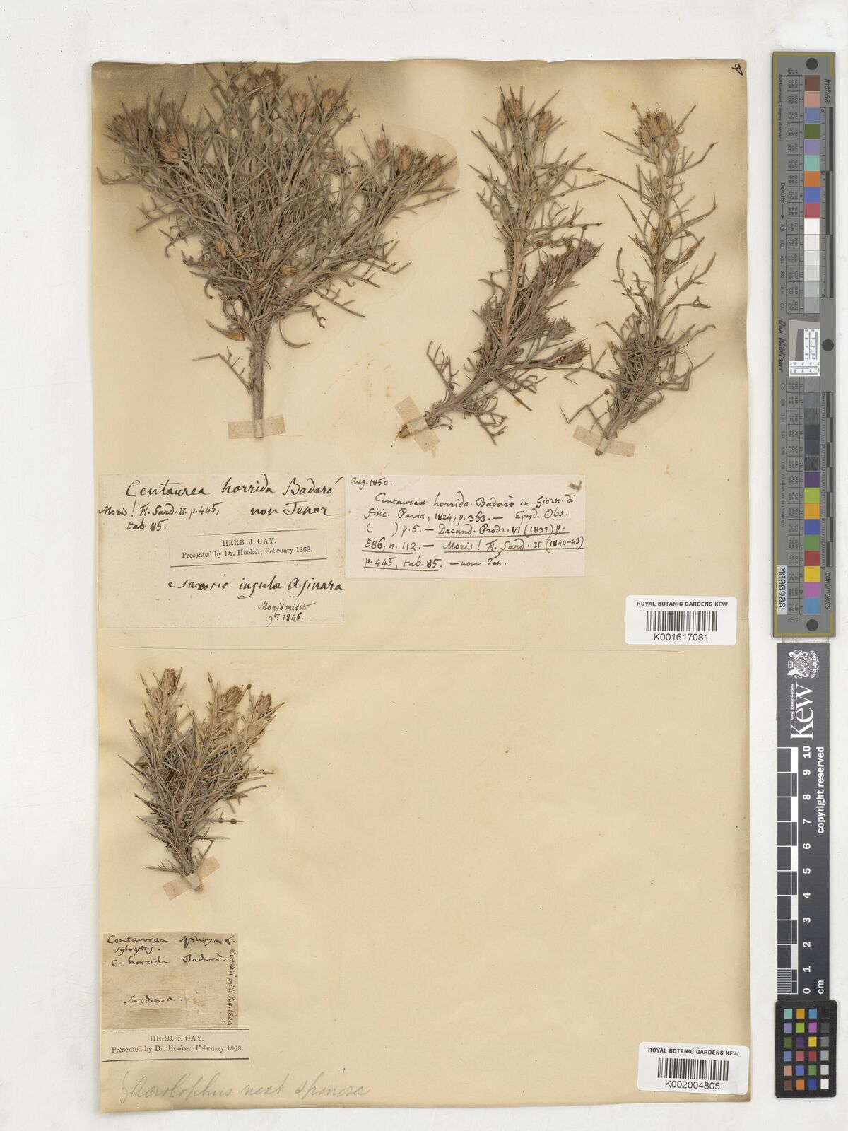 Centaurea spinosa L. | Plants of the World Online | Kew Science