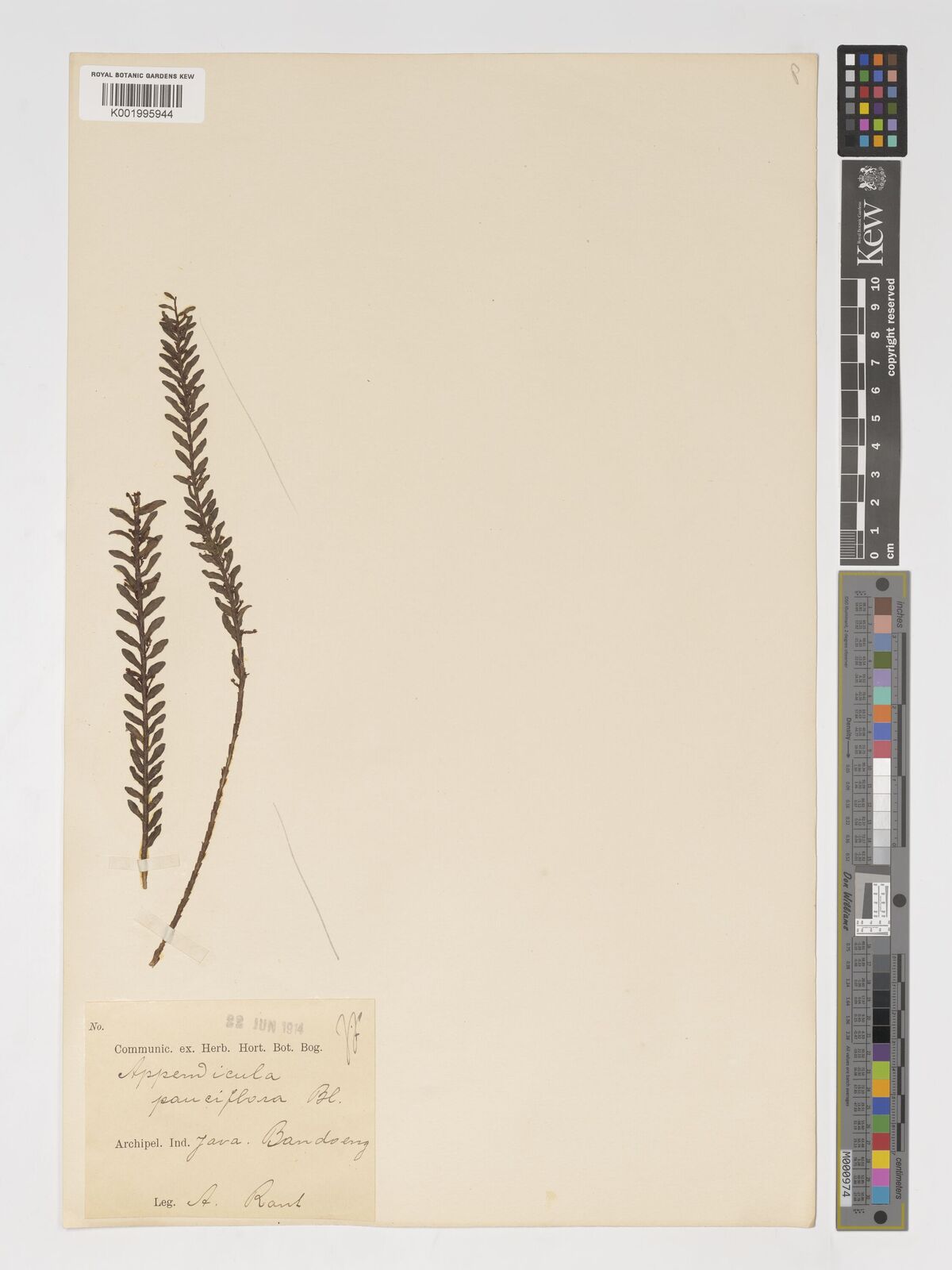 Appendicula pauciflora Blume | Plants of the World Online | Kew Science