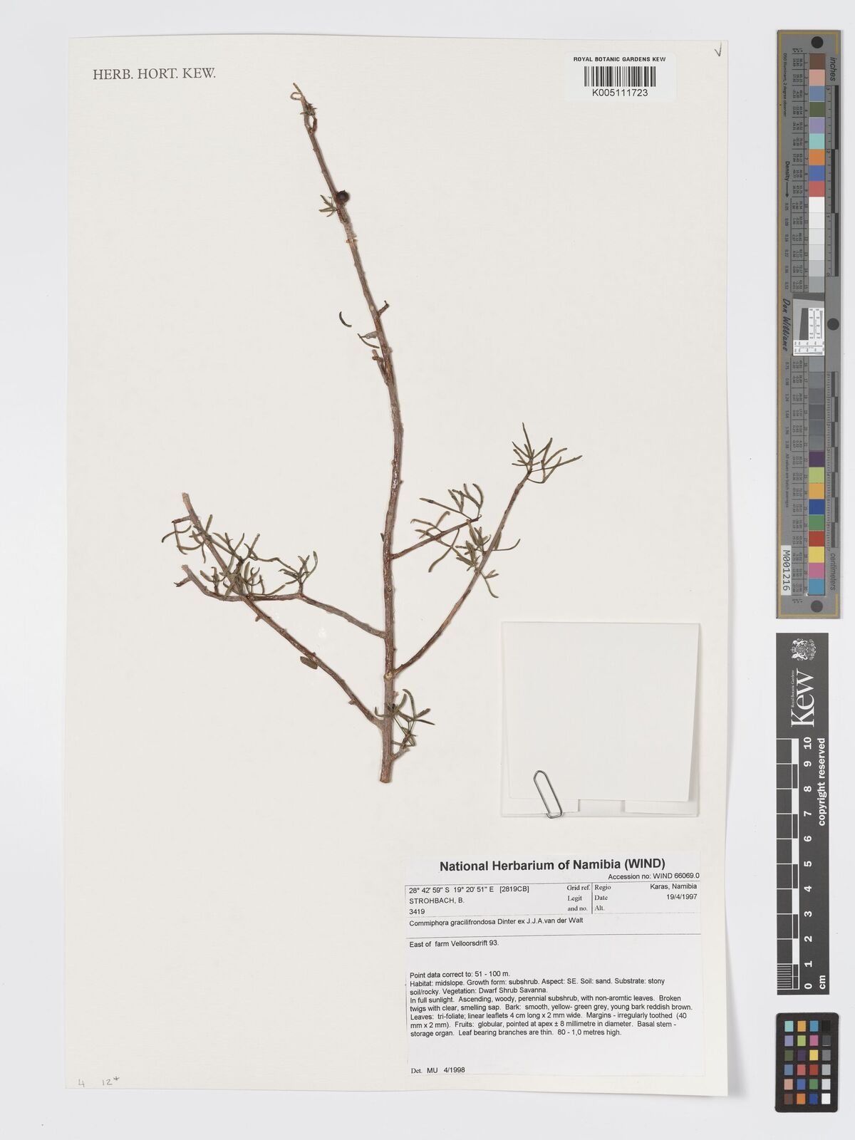 Commiphora glandulosa Schinz | Plants of the World Online | Kew Science