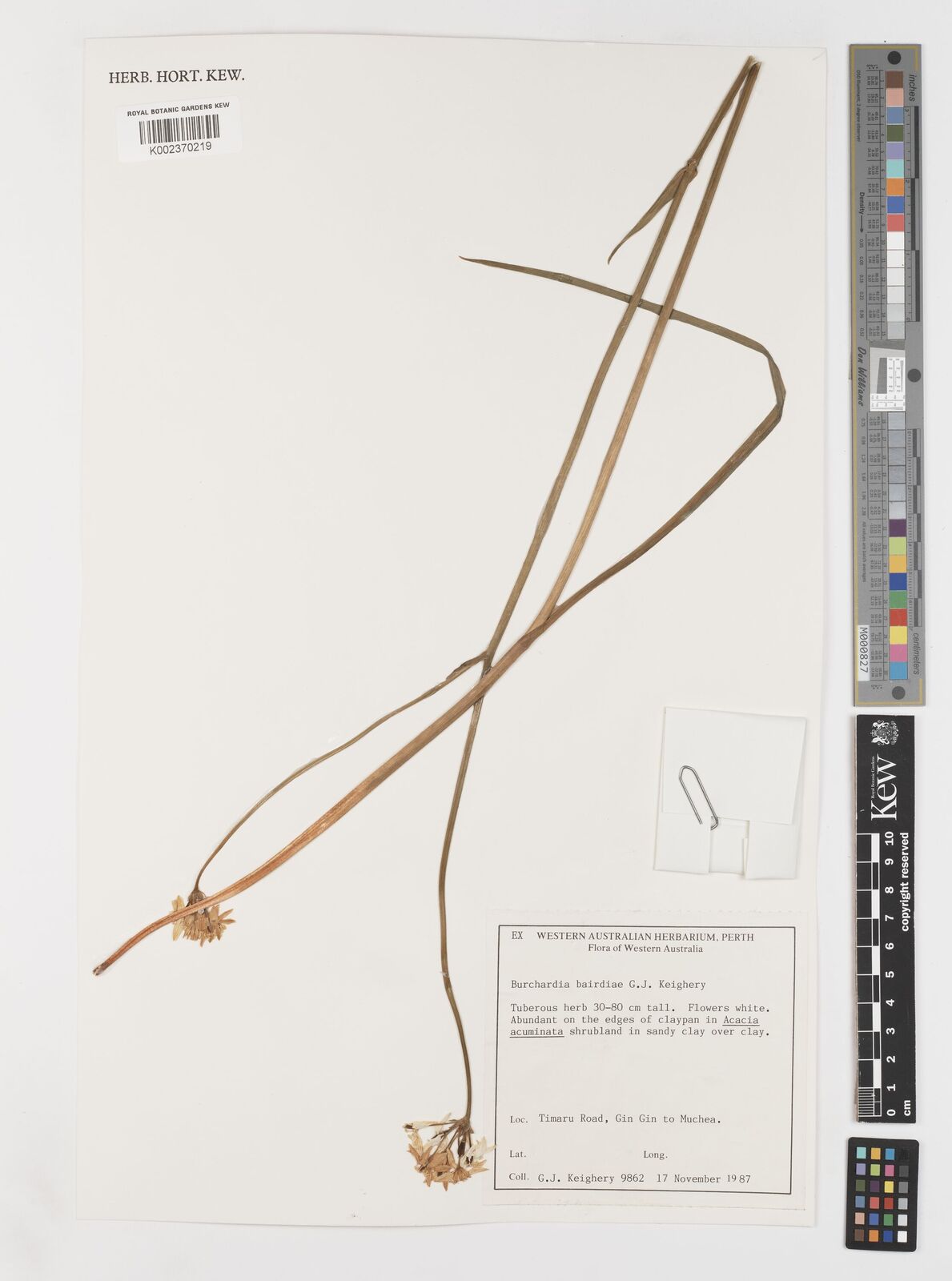 Burchardia bairdiae Keighery | Plants of the World Online | Kew Science