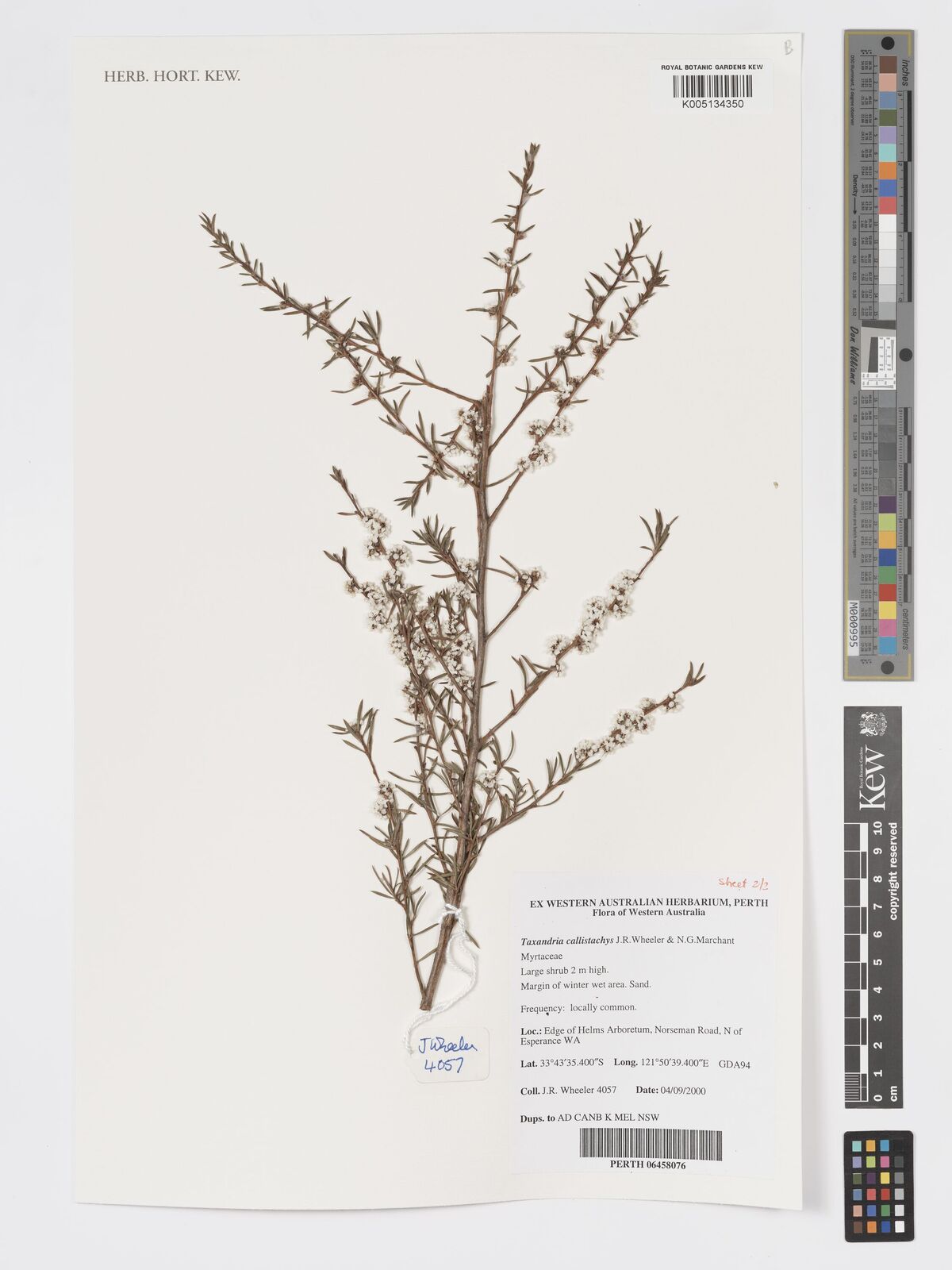 Taxandria callistachys J.R.Wheeler & N.G.Marchant | Plants of the World ...