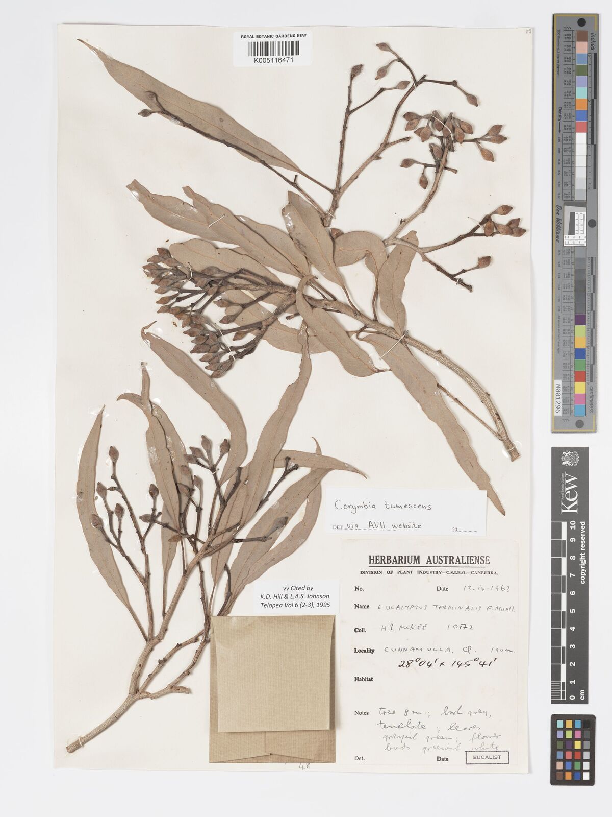 Corymbia terminalis (F.Muell.) K.D.Hill & L.A.S.Johnson | Plants of the ...