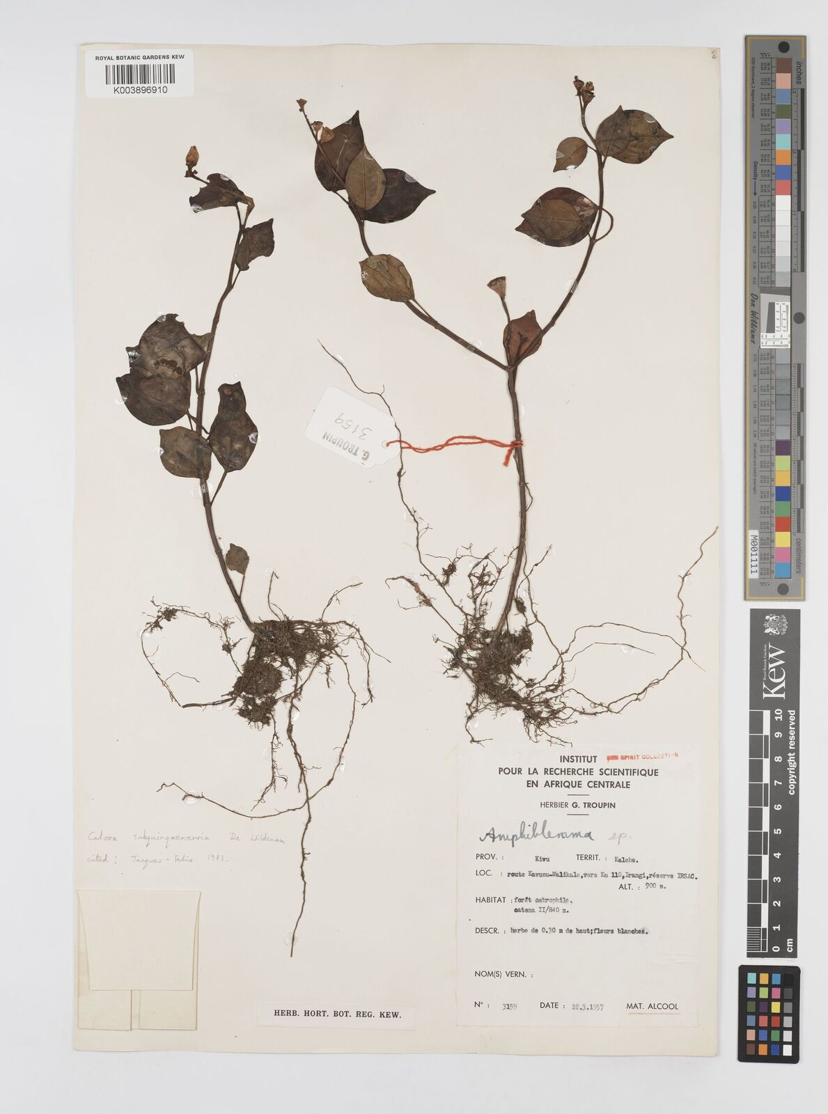Calvoa Hook.f. | Plants of the World Online | Kew Science