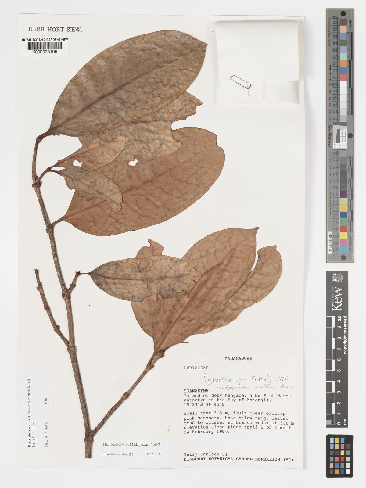 Pyrostria neriifolia (Homolle ex Arènes) Razafim., Lantz & B.Bremer ...