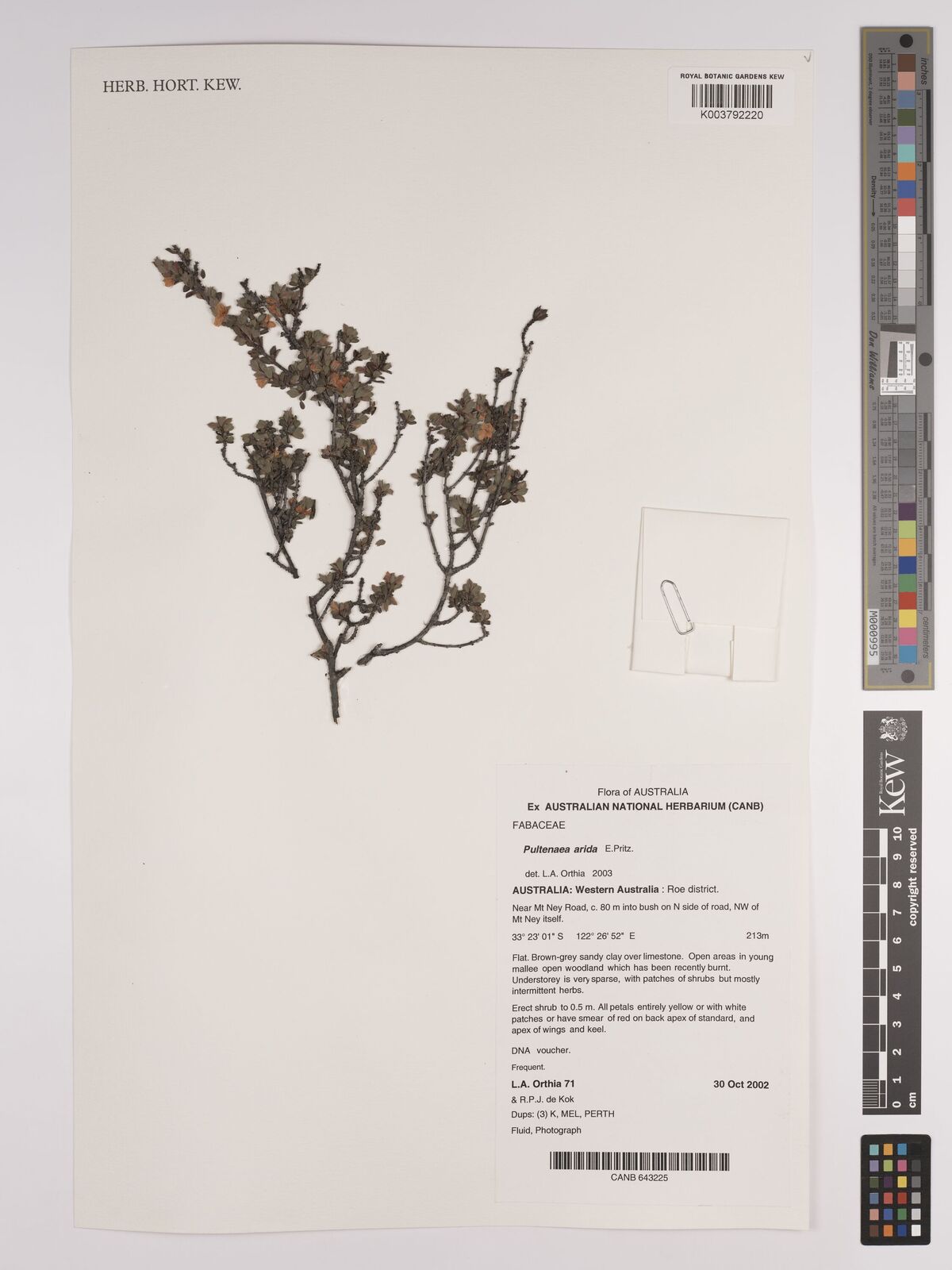 Euchilus aridus (E.Pritz.) R.L.Barrett & Orthia | Plants of the World ...