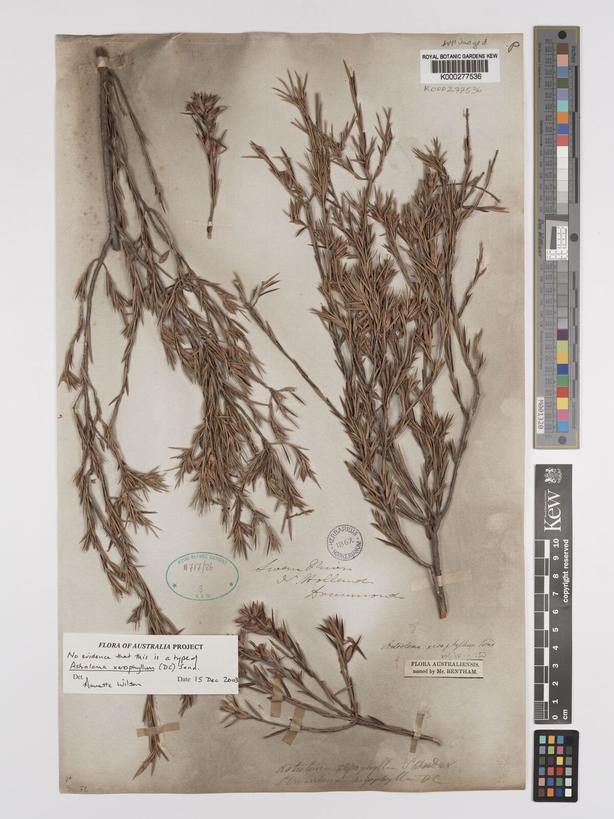 Styphelia xerophylla (DC.) F.Muell. | Plants of the World Online | Kew ...